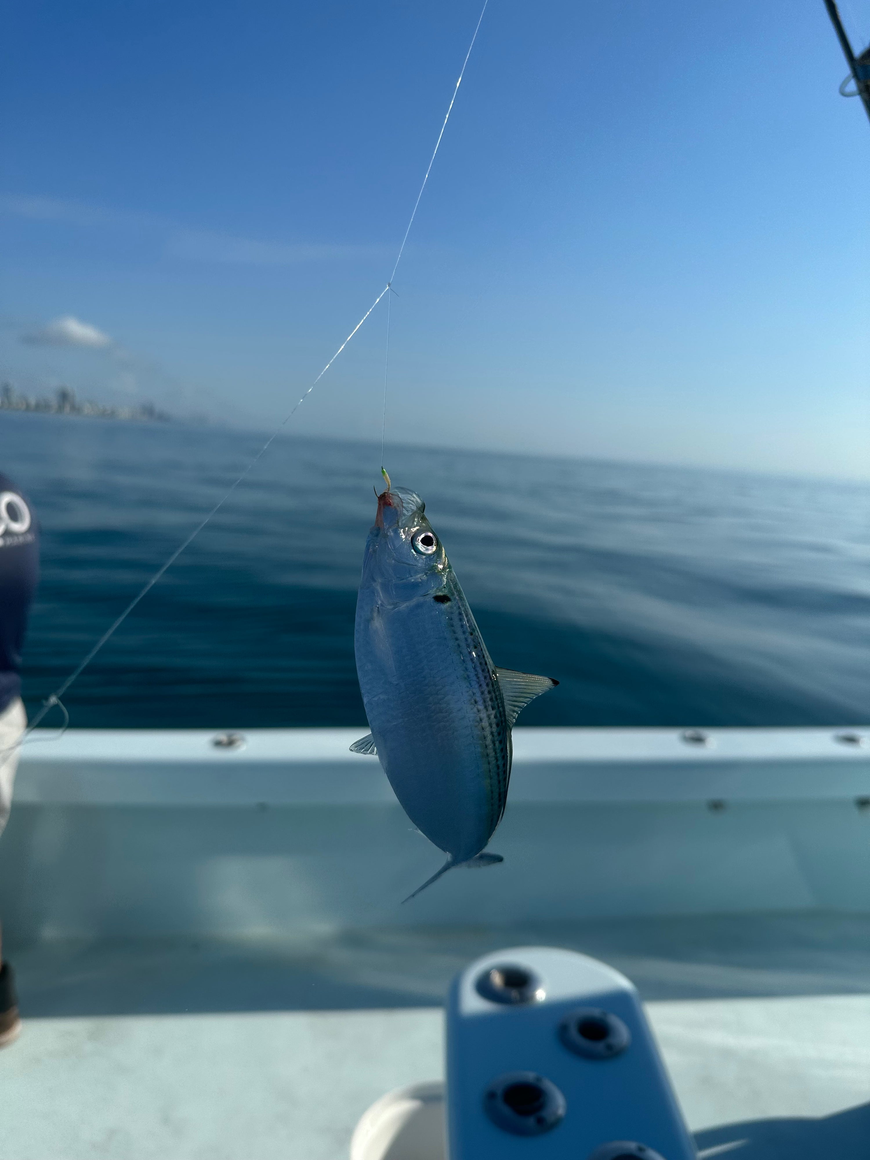 Live Bait – R&R Tackle Co. | Premium Saltwater Fishing Tackle